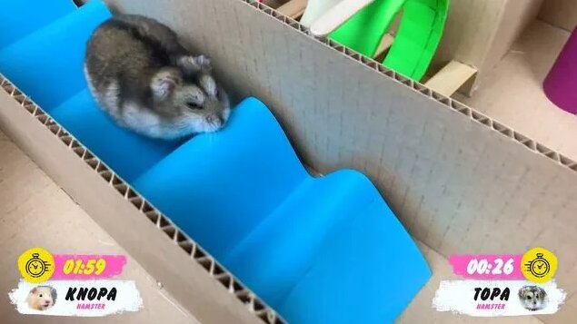 Happy Birthday Hamster Maze | Obstacle course Hamsters Show - Смотреть ...