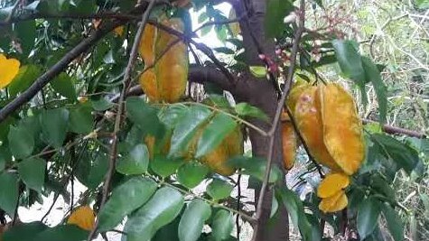Lara star fruit! - Yandex Video aramada çevrimiçi izle