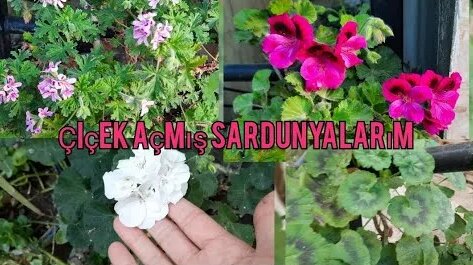 sardunya çiçeği nasıl bakılır, sardunya çoğaltımı, sardunya nasıl ...