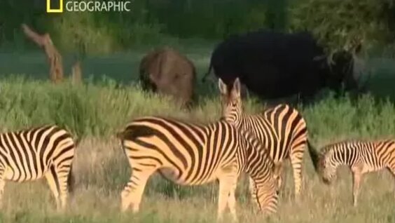 hayvanlar alemi belgesel izle çiftleşme: 874 video Yandex'te bulundu