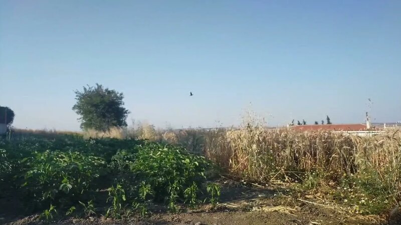 Zât-ı hakta mahremi irfân olan anlar bizi ... (Niyazi Mısri hazretleri ...