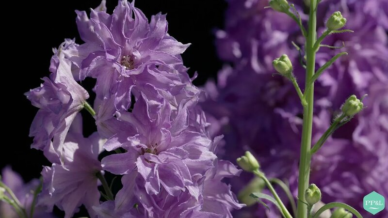 Delphinium Delgenius™ exclusively from Pacific Plug & Liner - Смотреть ...