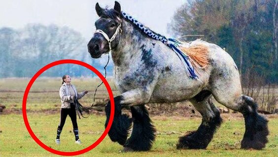 dunyodagi eng katta qotoq rasmi: 1 тыс. видео найдено в Яндексе