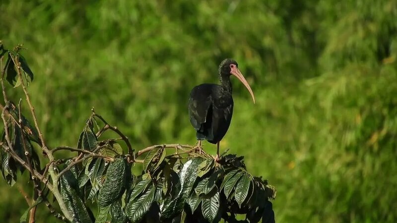 black ibis bird -Northern bald ibis -Ibis birds feeding & flying ...