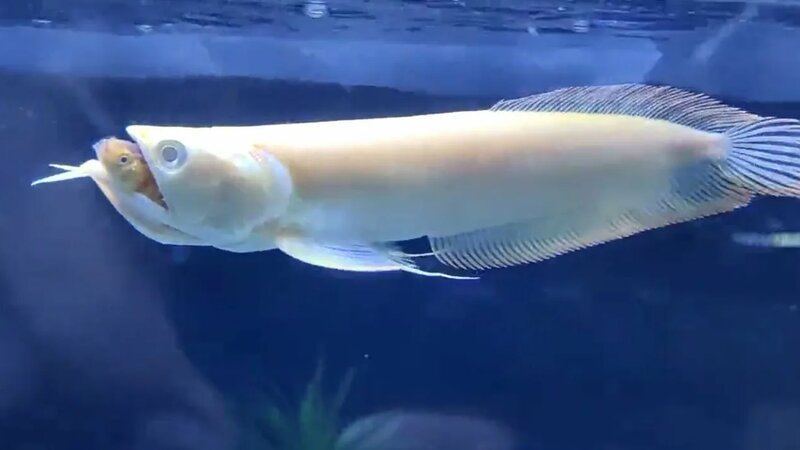 Arowana Attack | Arowana Fish Eating Goldfish - Смотреть онлайн в ...