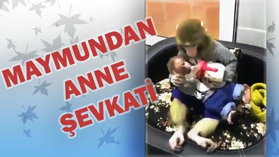 maymun besleyenler: 788 video Yandex'te bulundu