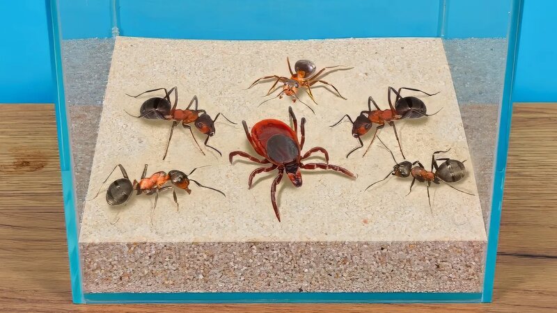 Клещ думал, что он охотник, пока не встретил муравьев! — Видео от Alex ...