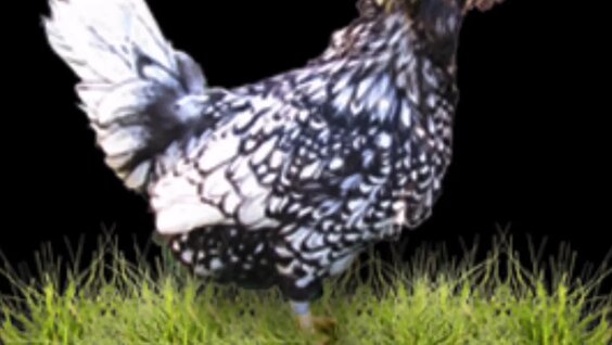 fizan tavuğu: 637 video Yandex'te bulundu