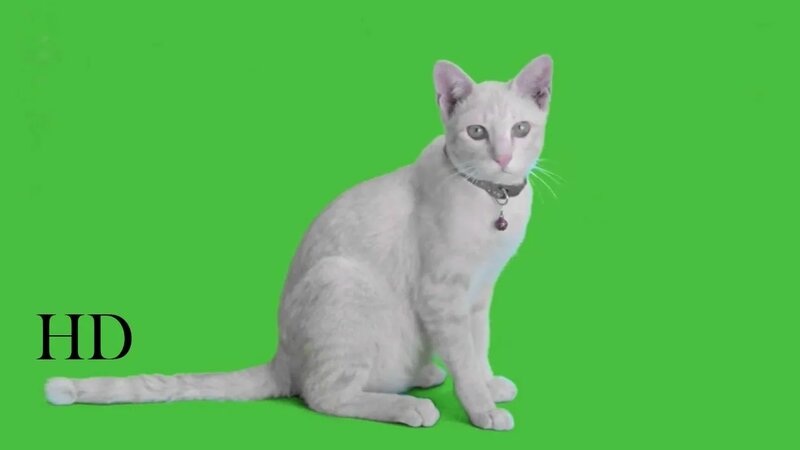 Cat green screen video - Cat chroma key - cat green screen effects ...