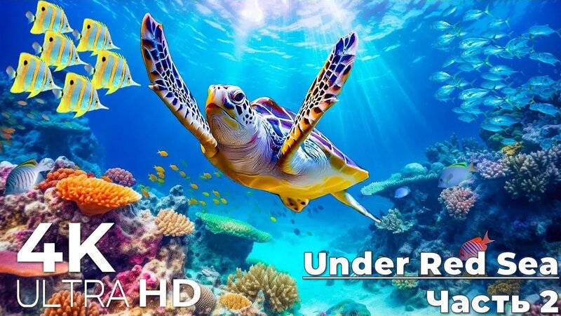 Under Red Sea 4K - Incredible Underwater World - Relaxation Video with ...