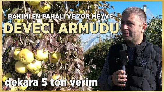 deveci armudu: 879 video Yandex'te bulundu