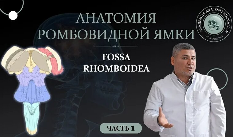 Ромбовидная ямка. Анатомия Ромбовидной ямки.Часть 1. Anatomy of the ...