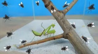 Что будет если Богомолу дать сразу 100 мух Что-то пошло не так — Видео ...