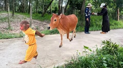 Mom sells cow...???Cutis Farmer takes cow runaway! - Yandex Video ...