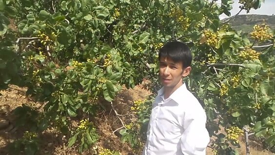 şam fıstığı: 829 video Yandex'te bulundu