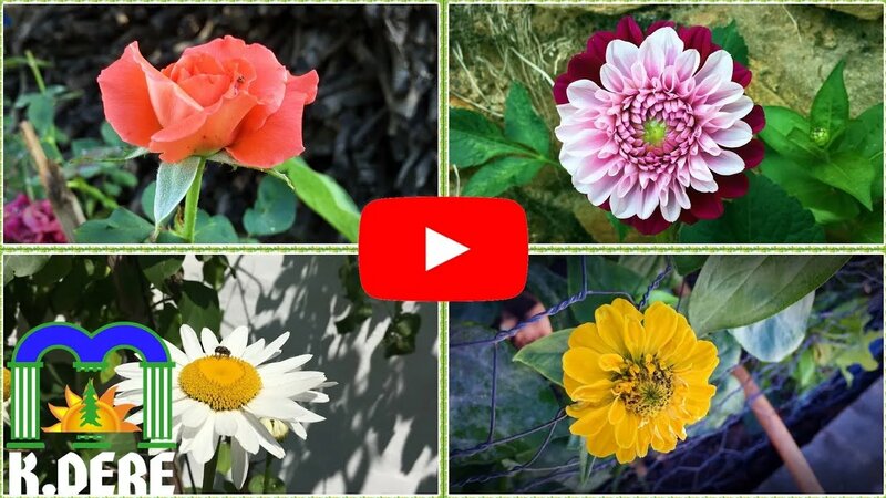 Bahçe Çiçekleri | Dış Mekan Çiçekleri | Garden Flowers for All Seasons ...