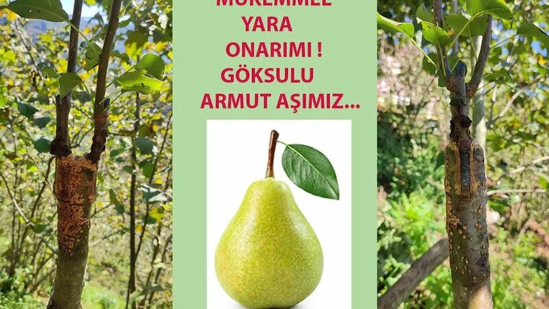Armut aşısında mükemmel yara onarımı, bir fidanda iki çeşit armut ...