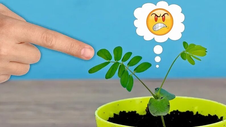 Я вырастил Растение, которое реагирует на Палец! - [ Alex Boyko ...