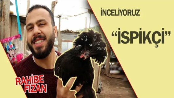 fizan tavuğu: 783 video Yandex'te bulundu