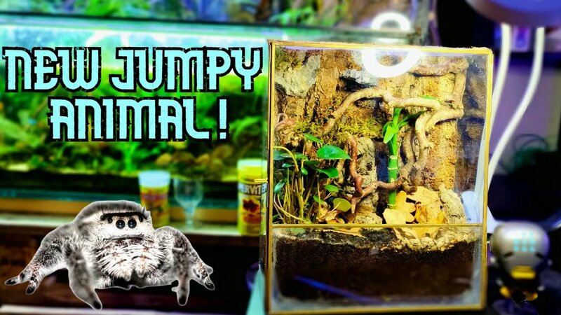 New Jumping Spider! - a new Lost Lagoon Terrarium! - Смотреть онлайн в ...
