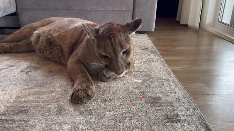 Месси и красная точка Как пума реагирует на лазерную указку — Видео от ...