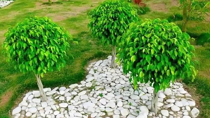 Видео Как правильно Пересадить Фикус Бенджамина в домашних условиях ...