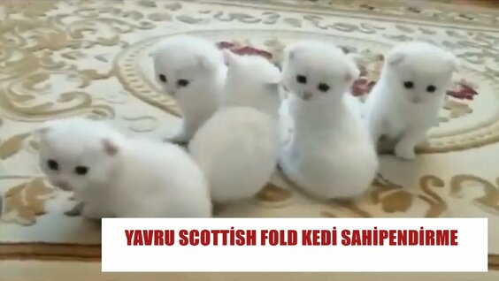 dünyanın en güzel yavru kedi resimleri: 696 video Yandex'te bulundu