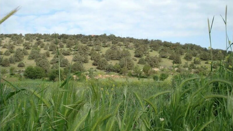 Kıvırcık Ali Bir Selam Sal Sabah Olsun - Смотреть онлайн в поиске ...