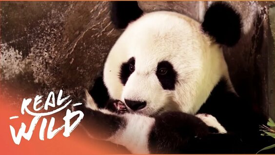 panda ayı: 858 video Yandex'te bulundu