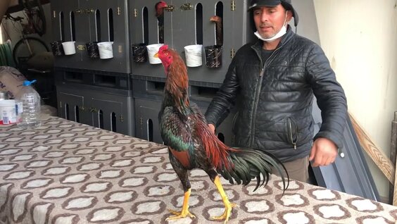 hint horozu festivali: 676 video Yandex'te bulundu