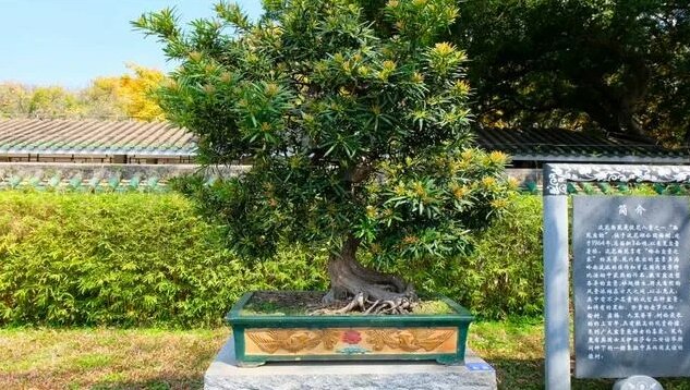 Бонсай из подокарпуса (Podocarpus macrophyllus) в стилях Shakan ...