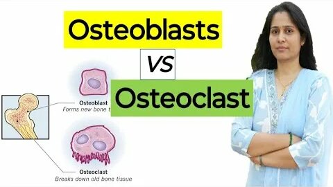 Difference between Osteoblast and Osteoclast | Bone cell | Osteoblast ...