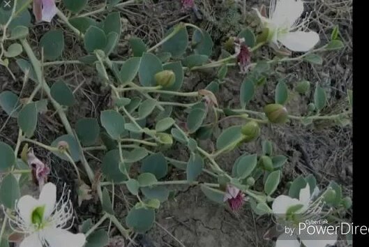 Kovul shifobaxsh o simligi haqida Ковул шифобахш у симлиги хак, ида HD ...