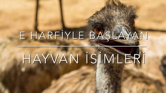 hayvan§isimleri en iyi: 1 bin video Yandex'te bulundu