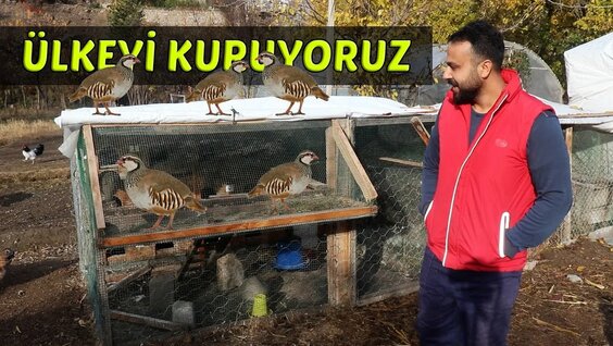 keklik resimleri: 849 video Yandex'te bulundu