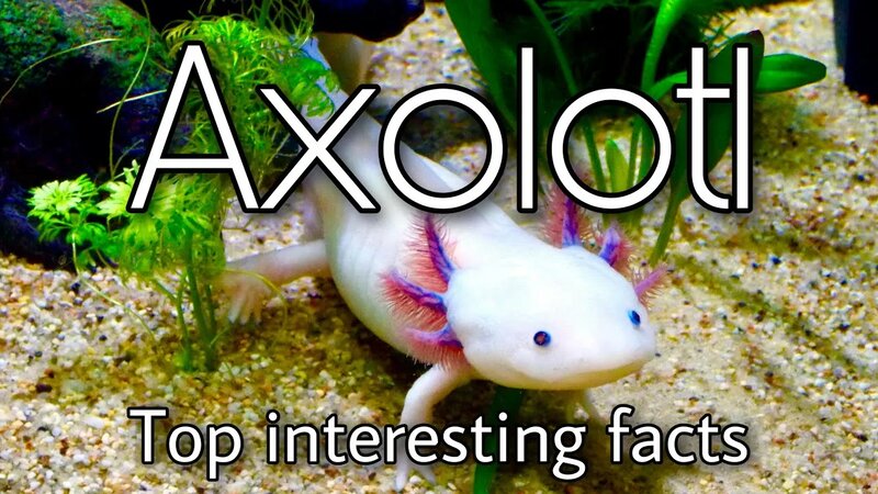 Axolotl: Legends & Facts | Ajolote: Leyendas y Hechos | 美西钝口螈: 传说和事实 ...