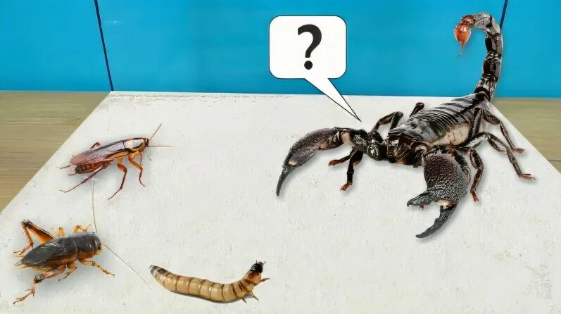 На кого нападет скорпион? Сверчка, таракана или зофобаса? — Видео от ...