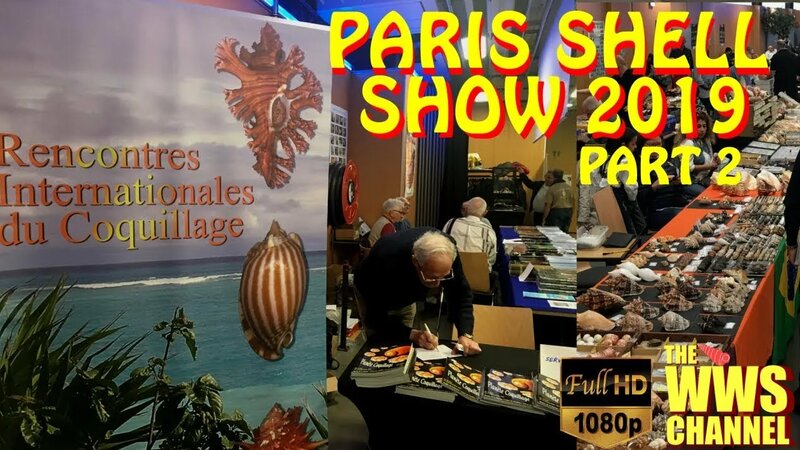 Thousands of seashells ! Paris Shell Show 2019 (France) Sea shell ...