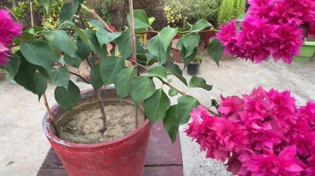 Bougainvillea Mahara Red 36 Petals - Смотреть онлайн в поиске Яндекса ...