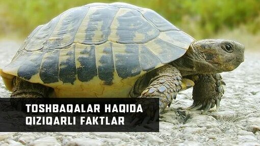 Faqat bizda | toshbaqalar haqida qiziqarli faktlar - Смотреть онлайн в ...