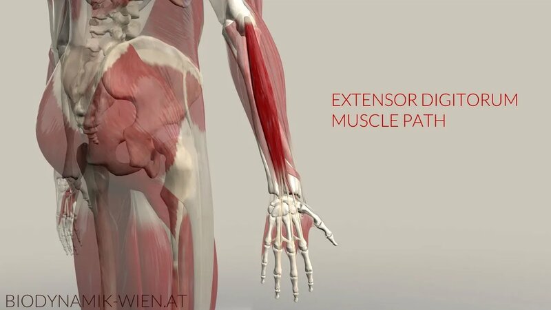 Extensor Digitorum Longus: Musclepath, Origin, Insertion (3D Animation ...