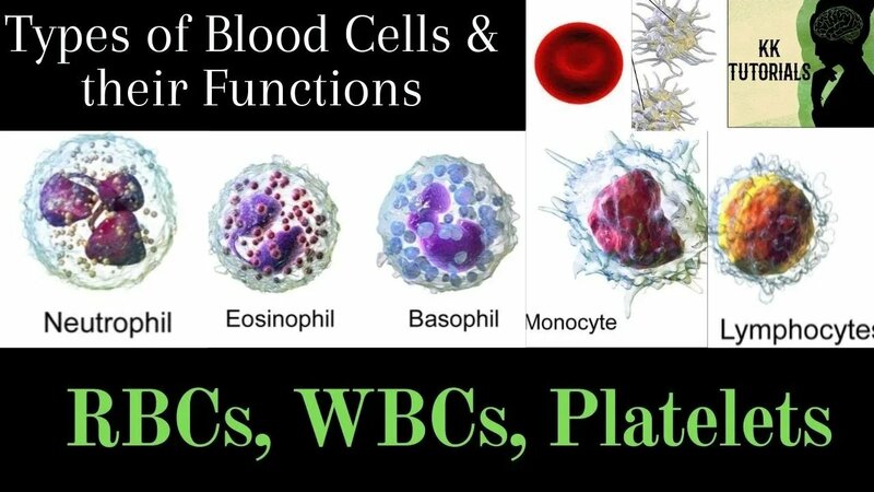 Types of blood cells | RBC WBC Platelets | Types of WBCs | Granulocytes ...