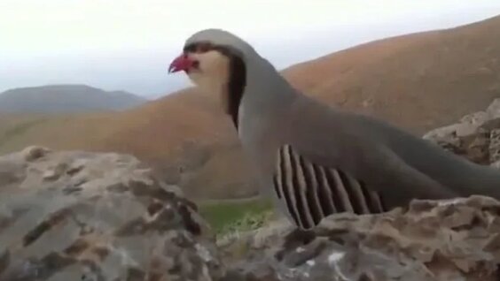 keklik resimleri: 848 video Yandex'te bulundu