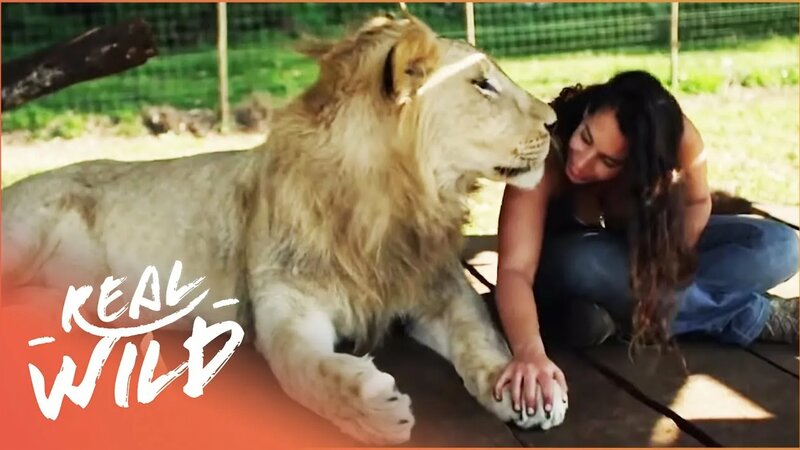 Friendship Between Lions And A Human | Animal Odd Couples | Real Wild
