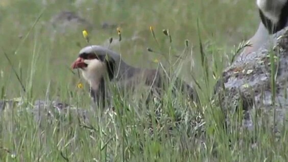 keklik resimleri: 849 video Yandex'te bulundu