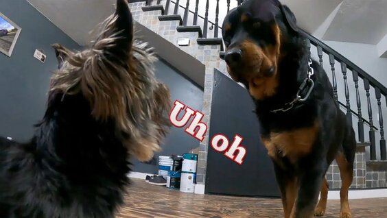 rottweiler kırması yavru: 909 video Yandex'te bulundu