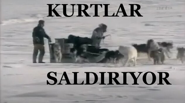Kizak Köpeklerine KURT Sürüsü Saldiriyor ( KURT Belgeseli ) wolves ...