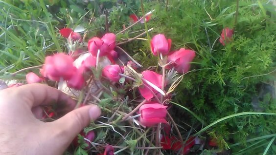 lale çiçeği resimleri: 864 video Yandex'te bulundu