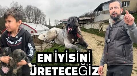 yavru fare: 893 video Yandex'te bulundu