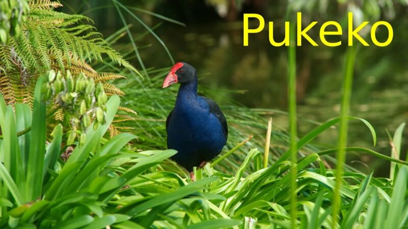 Pukeko - Yandex Video aramada çevrimiçi izle